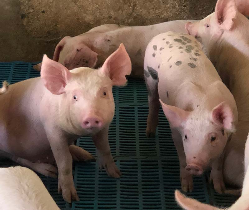 Pork Farm – Agro Barles