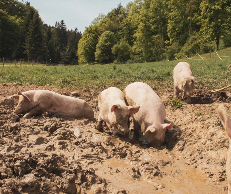 Pork Farm – Agro Barles